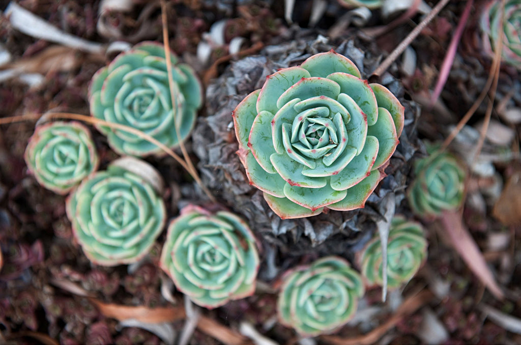 Flowers – Roger Alan Beck