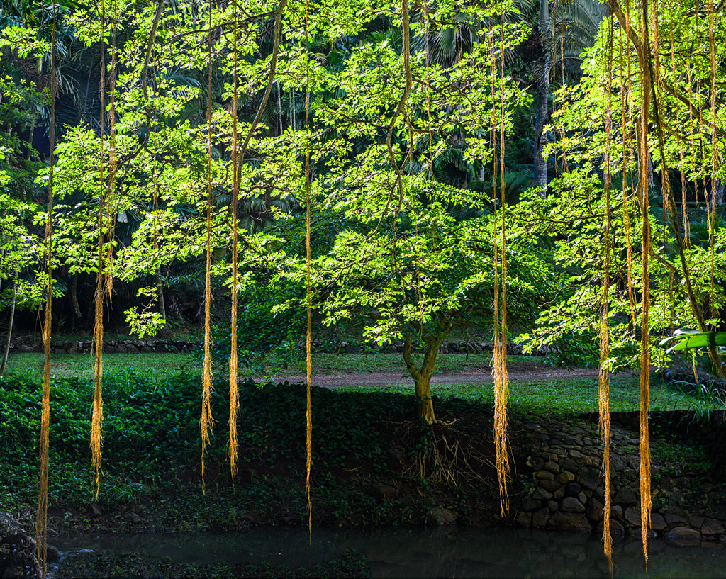 Beaches and Mountains – Roger Alan Beck