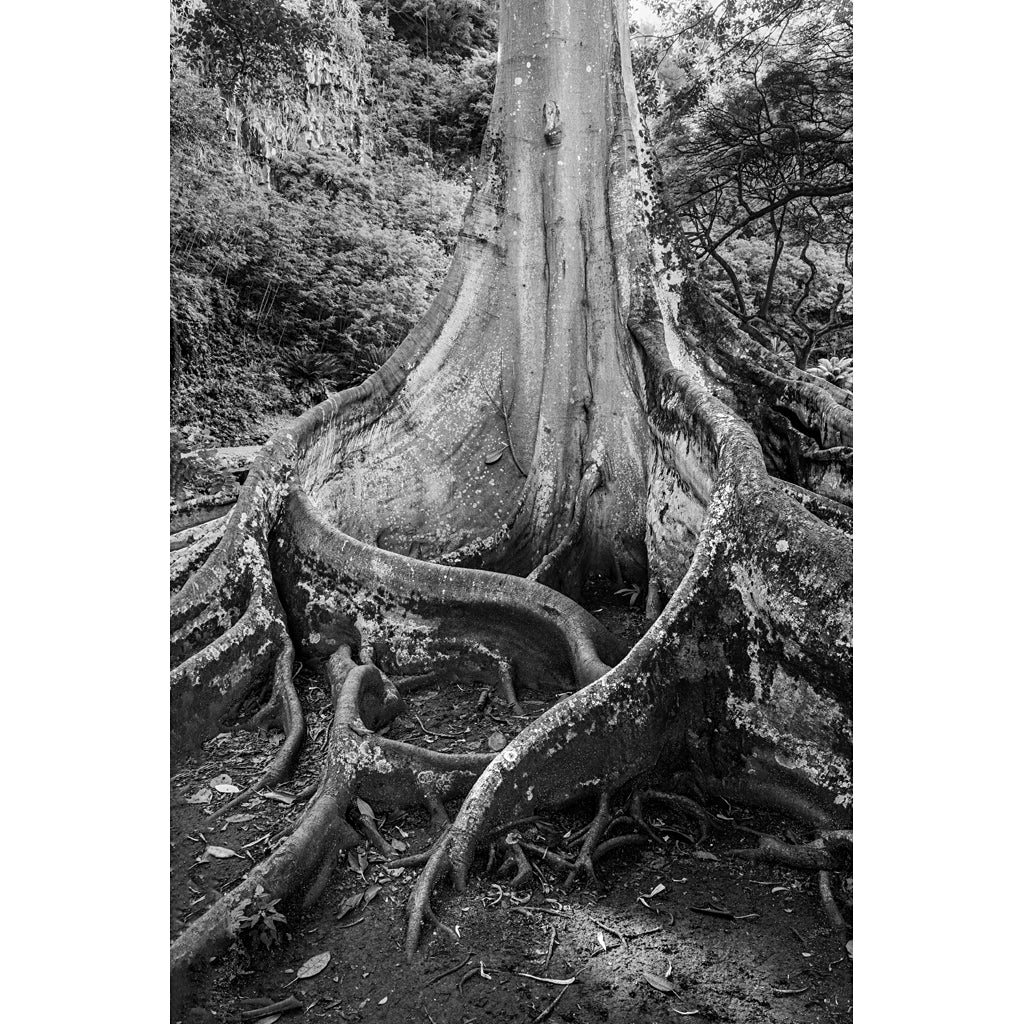 Moreton Bay Fig – Roger Alan Beck