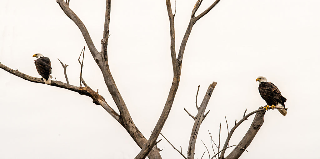 "Not much, you?" – Roger Alan Beck