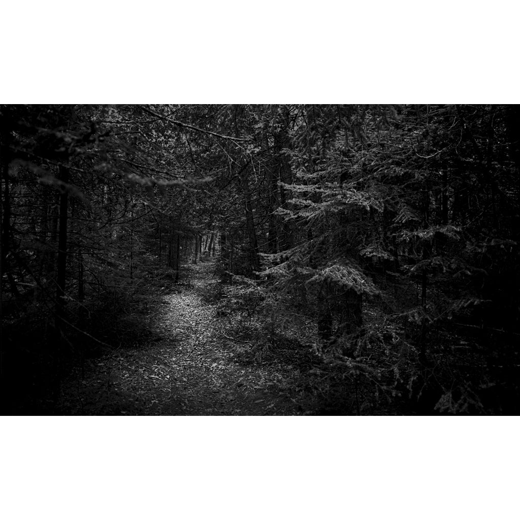 Forest Way – Roger Alan Beck