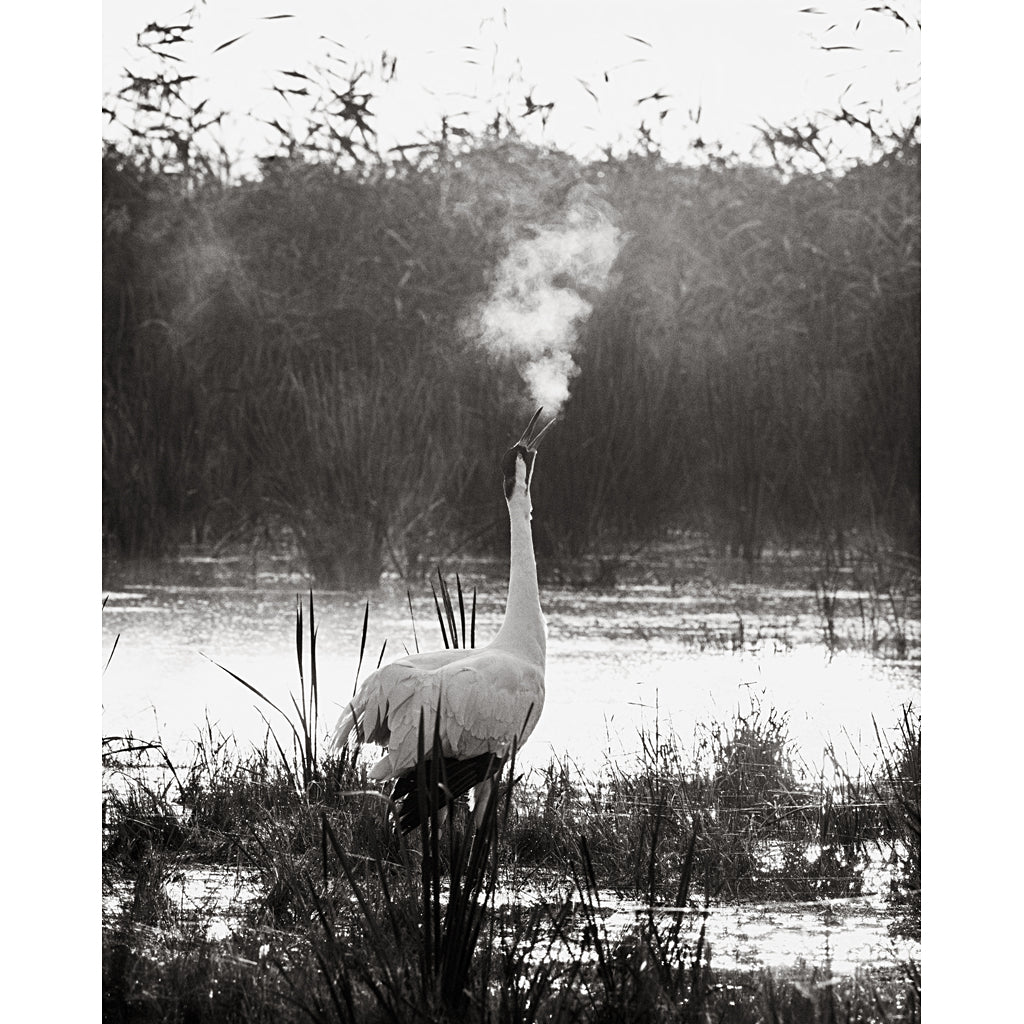 Calling Crane – Roger Alan Beck